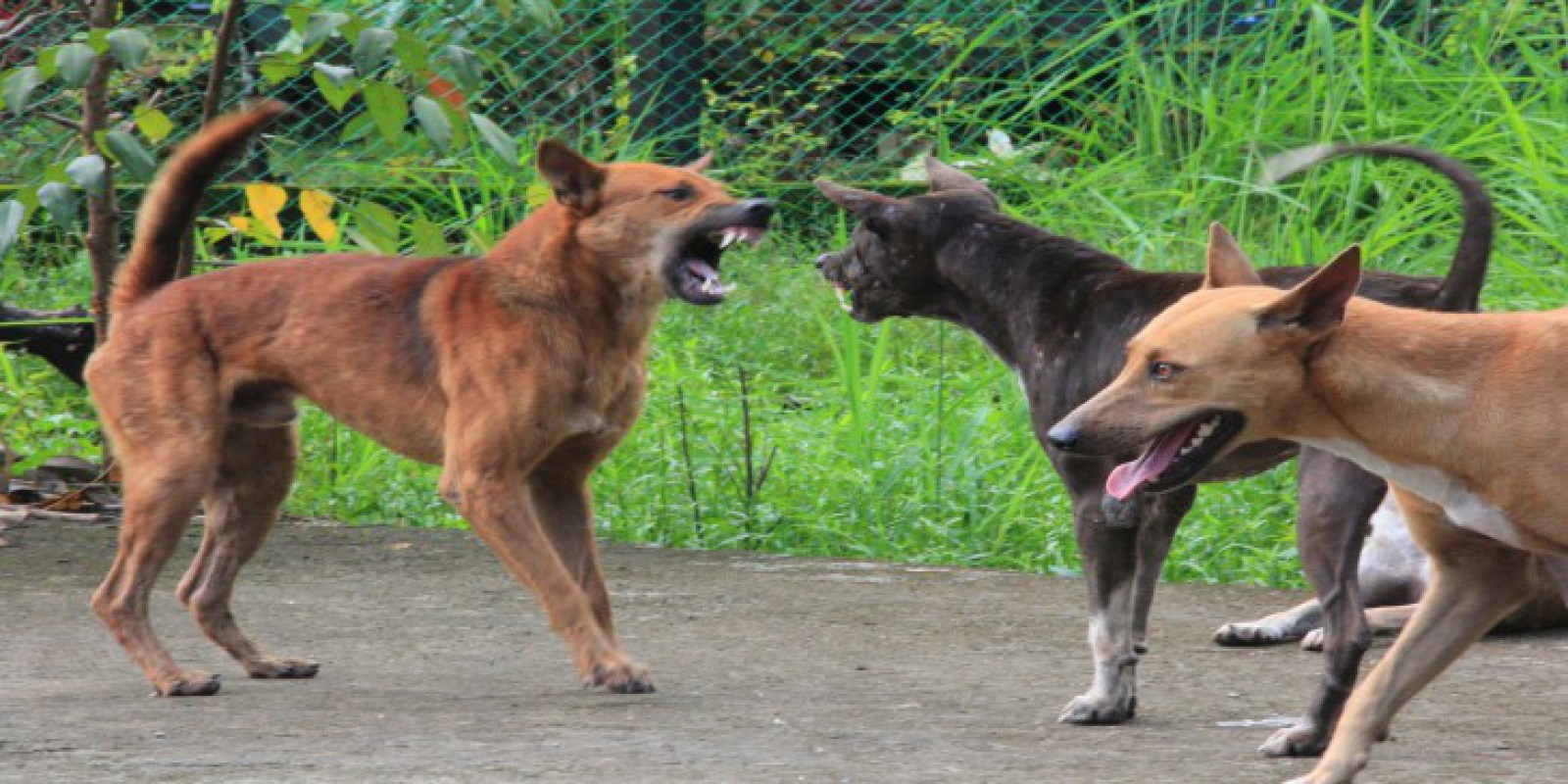 Mon State Gov to launch vaccination program for rabies for civilians ...